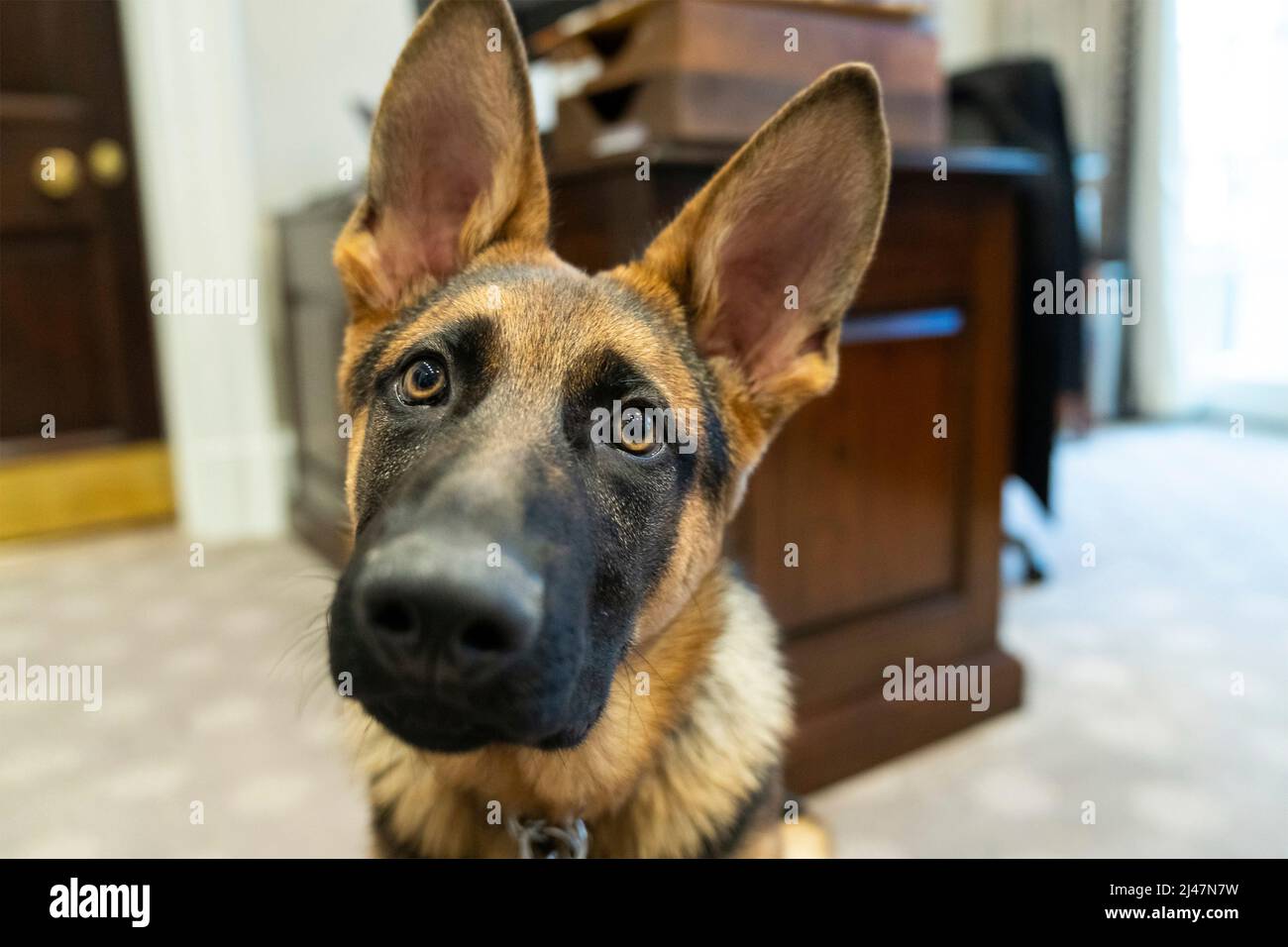 Joe biden dog hi-res stock photography and images - Alamy