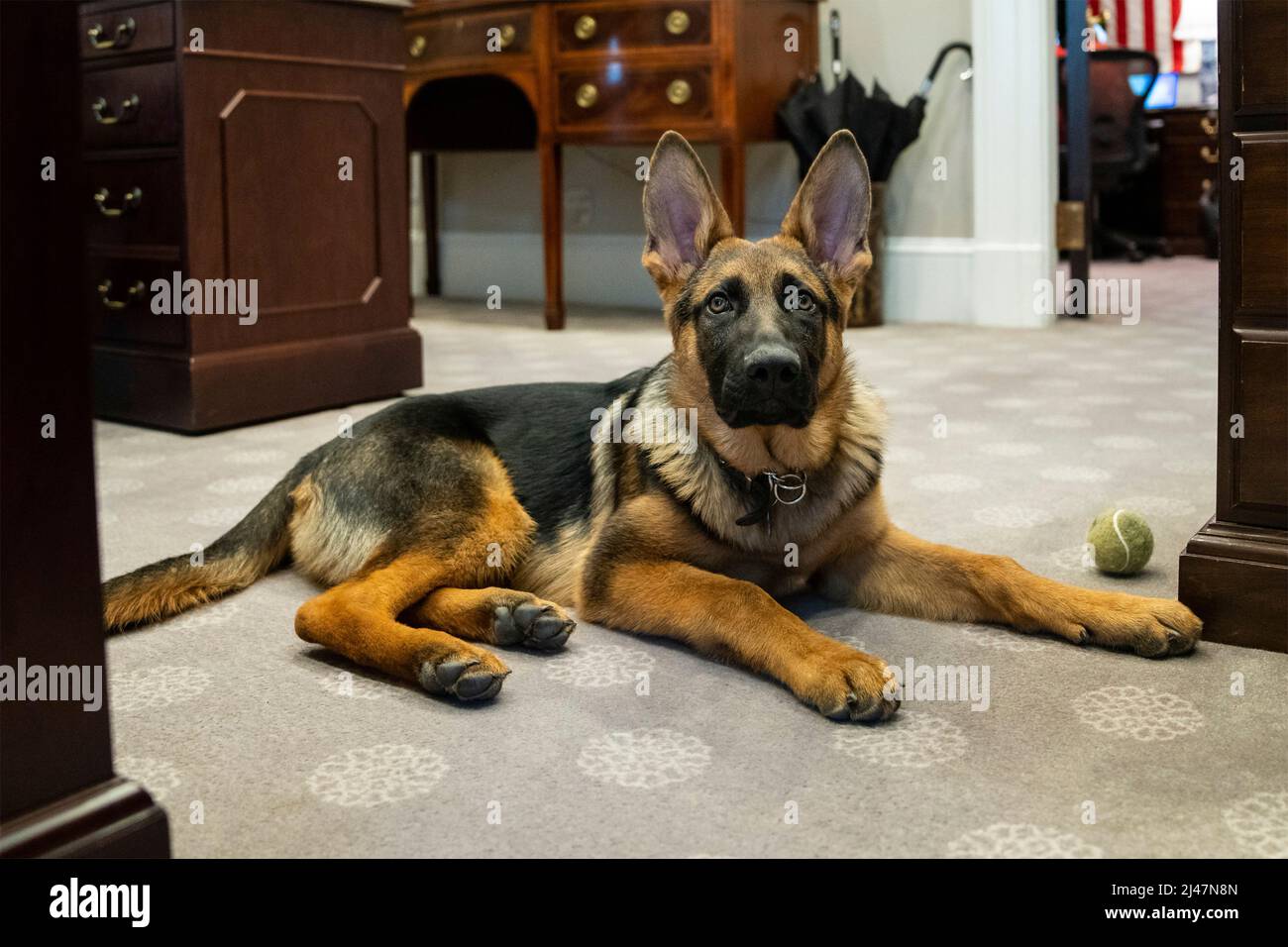 Joe biden dog hi-res stock photography and images - Alamy