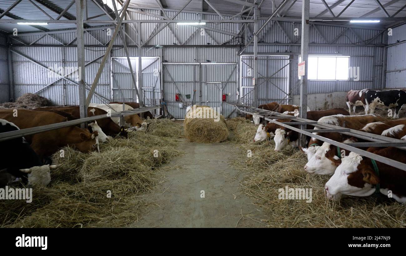 Large spacious barn with young cows. These are a large row of cows ...
