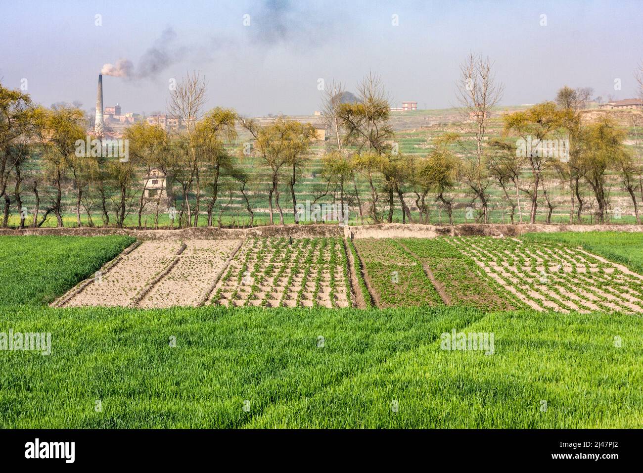 Rice field in nepal hi-res stock photography and images - Alamy