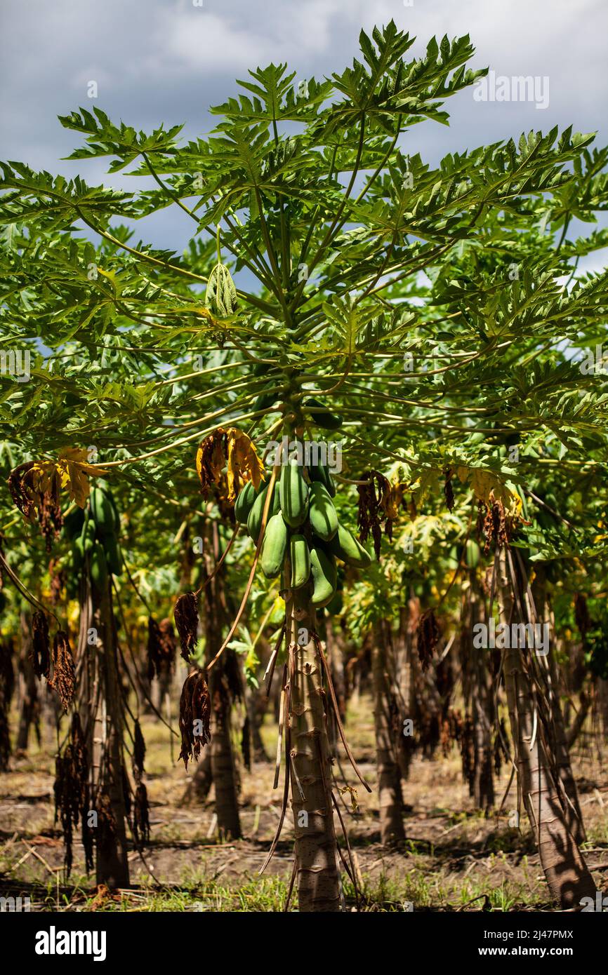 Papaya cultivation at the region of Valle del Cauca in Colombia Stock ...