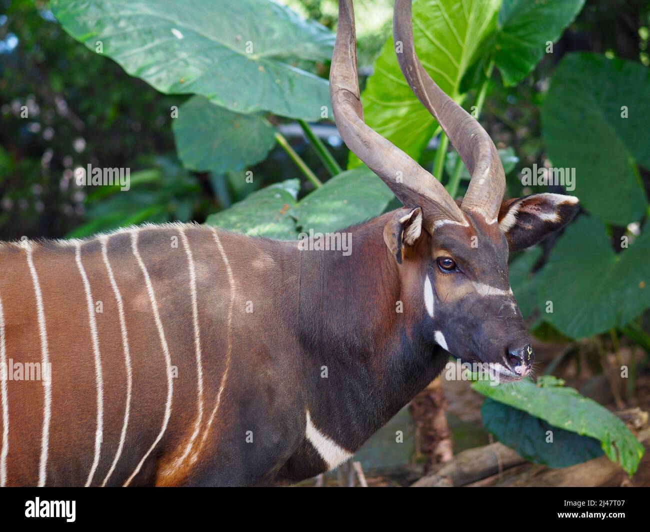 Marvellous graceful striking Bongo with distinctive markings and ...