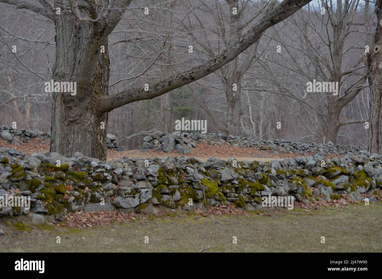 A traditional stone wall in rural Connecticut gathers moss Stock Photo ...