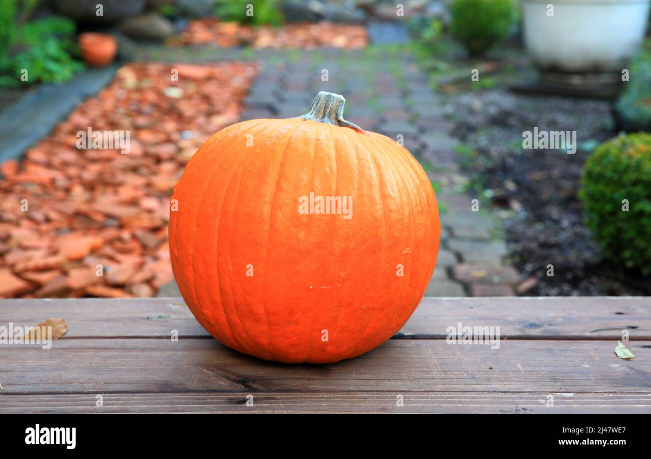 Multi colored pumpkin hi-res stock photography and images - Alamy