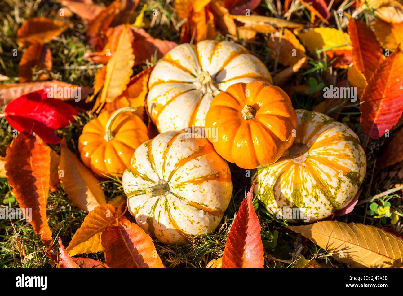 Autumn background with gourds Stock Photo - Alamy