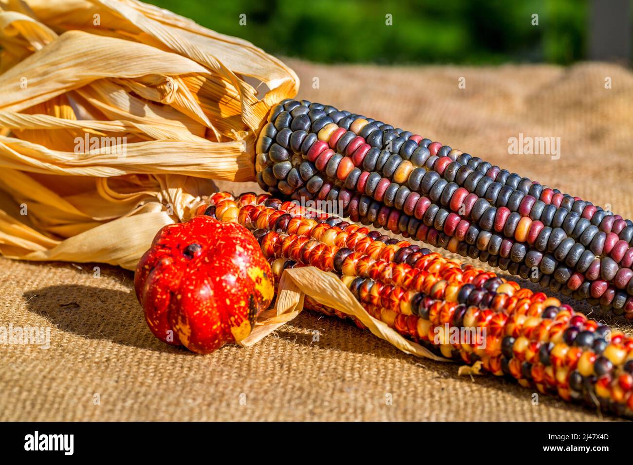 dried corn with gourd Stock Photo - Alamy
