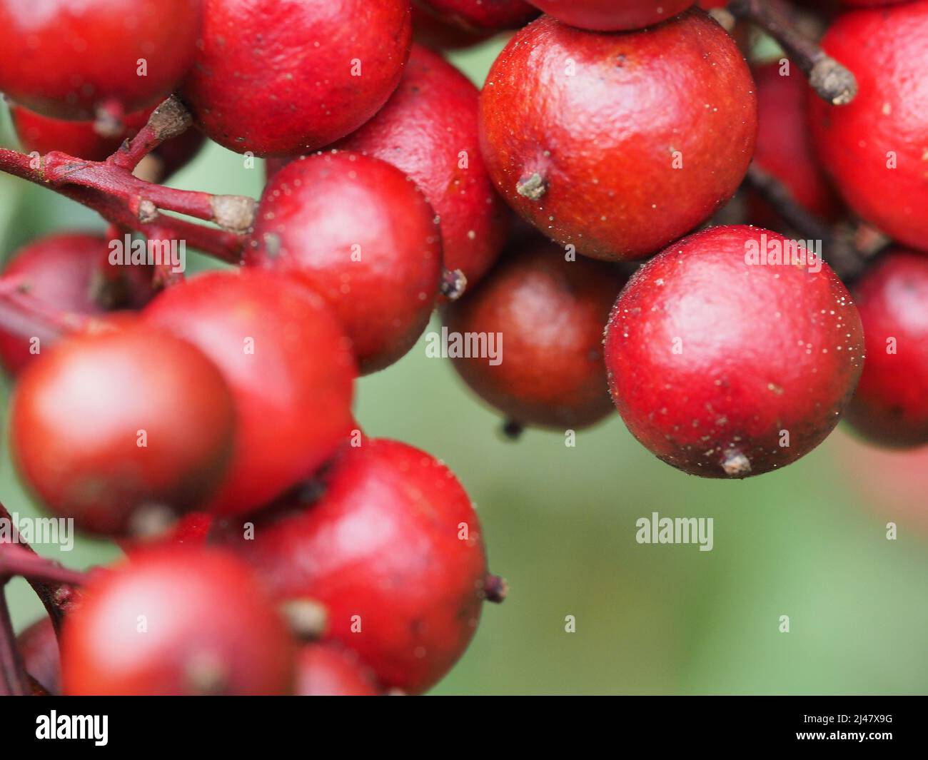 Michigan holly hi-res stock photography and images - Alamy