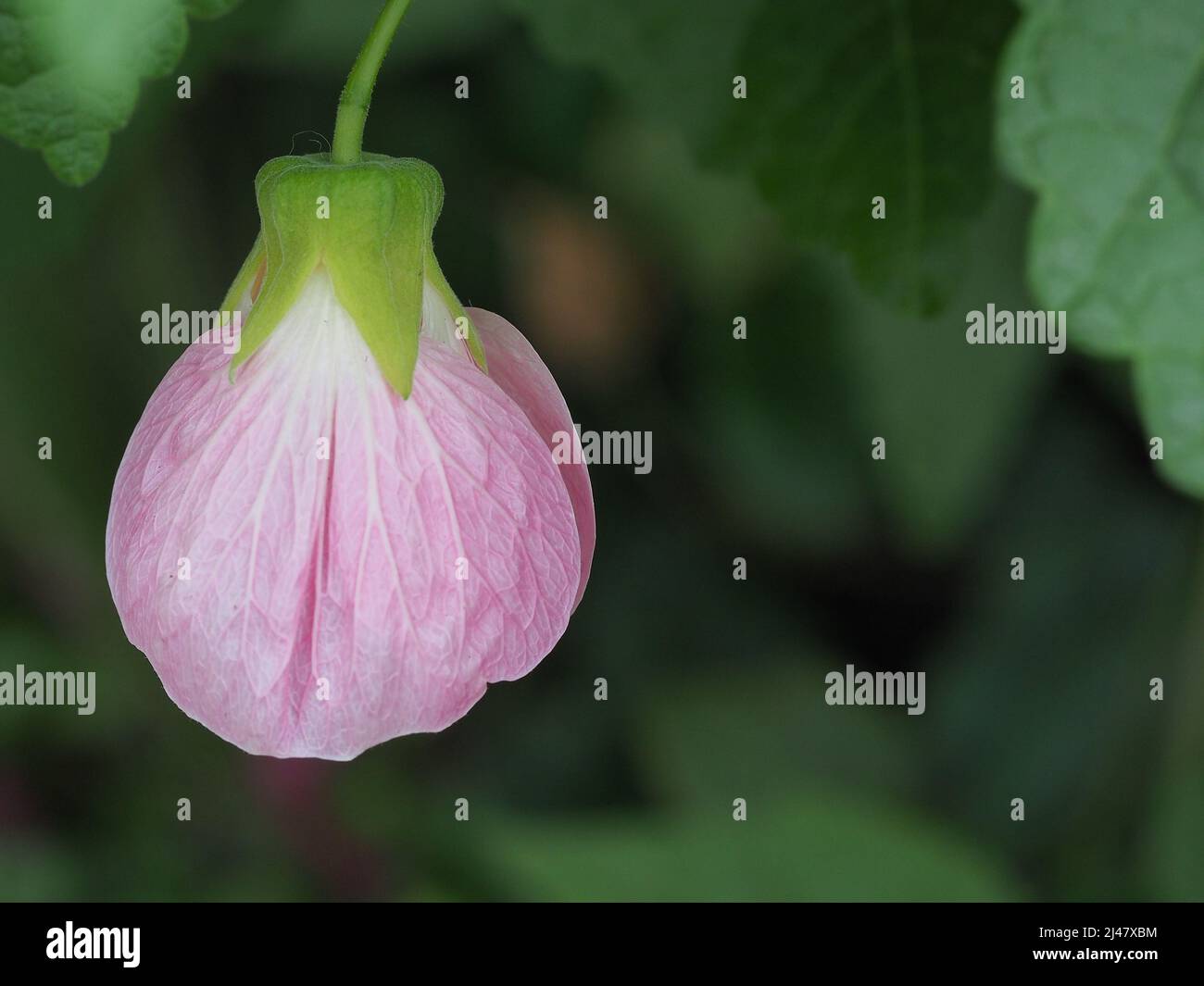 Macro of blooming pink Abutilon flowering maple Stock Photo - Alamy
