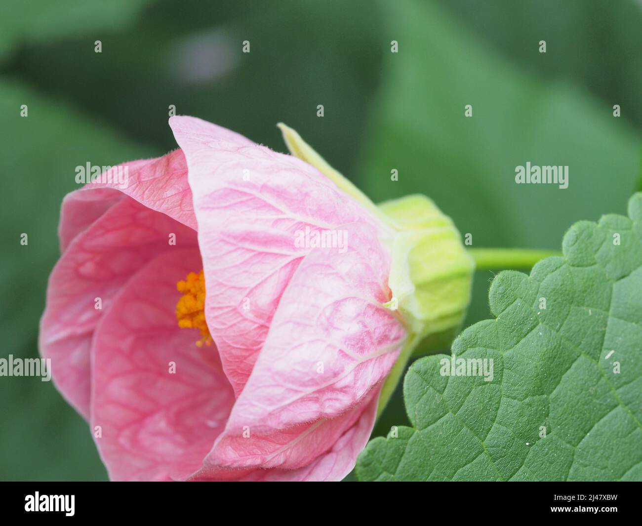 Macro of blooming pink Abutilon flowering maple Stock Photo - Alamy