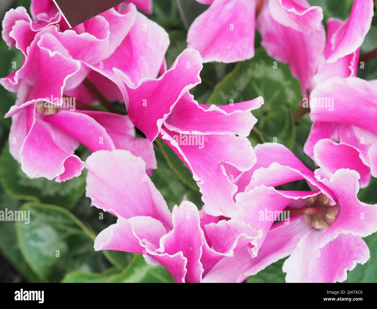 Red persian cyclamen hi-res stock photography and images - Alamy