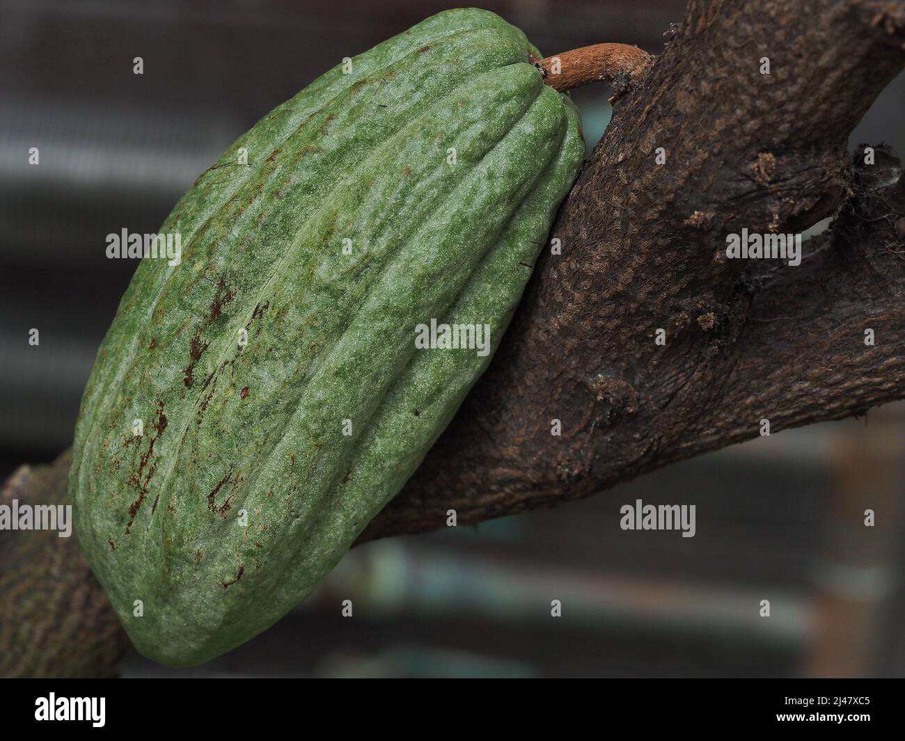 Cocoa trees on farm hi-res stock photography and images - Alamy