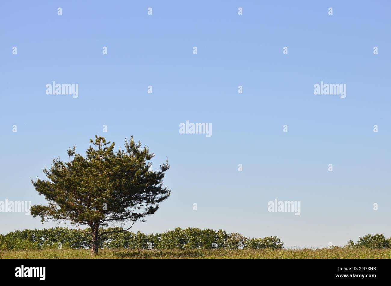 Onlytree hi-res stock photography and images - Alamy
