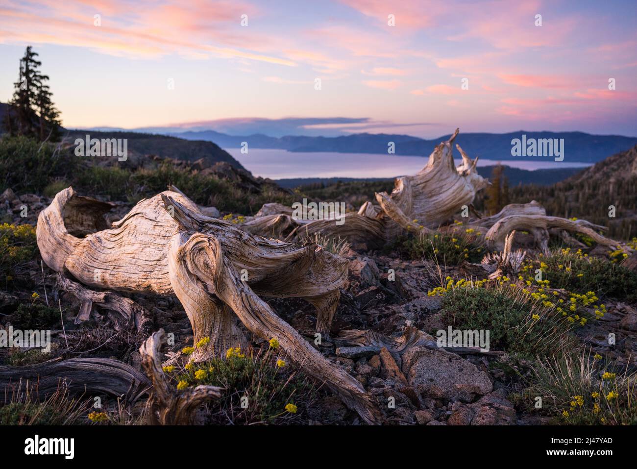 A downed Juniper tree sits above Lake Tahoe, California Stock Photo - Alamy