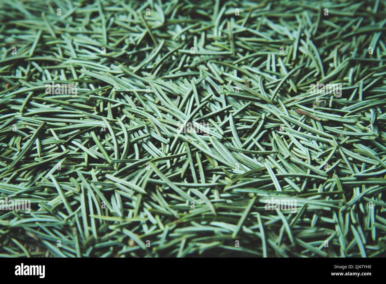 Christmas needles. Many fallen needles from the Christmas tree. Green ...