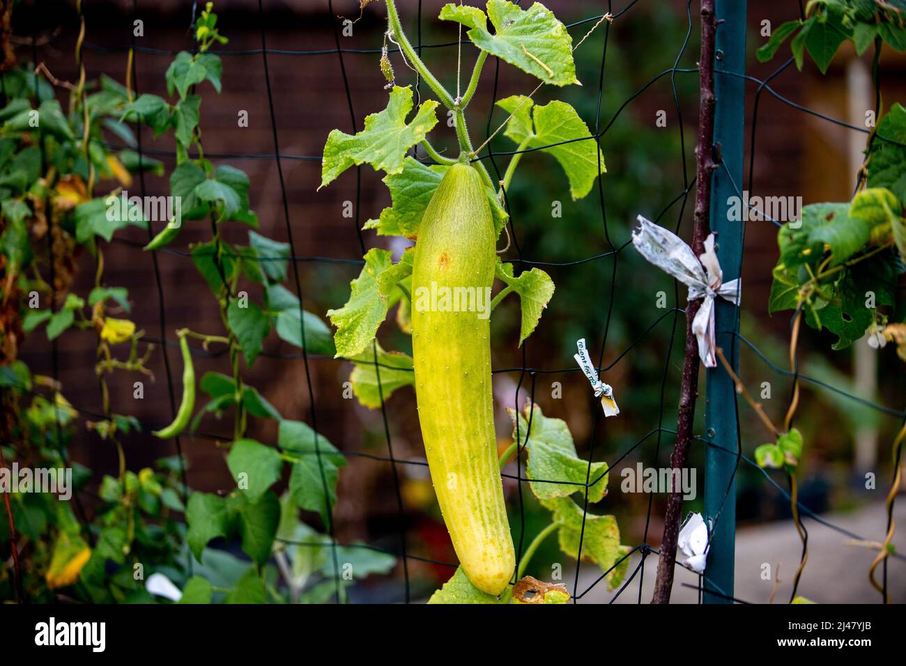 Burpless cucumber hi-res stock photography and images - Alamy