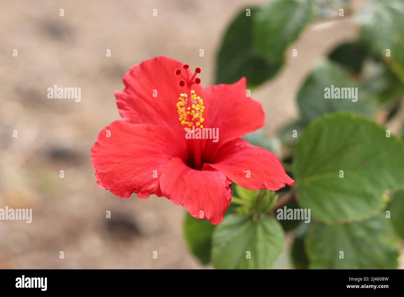 Yellow hibiscus red center hi-res stock photography and images - Alamy