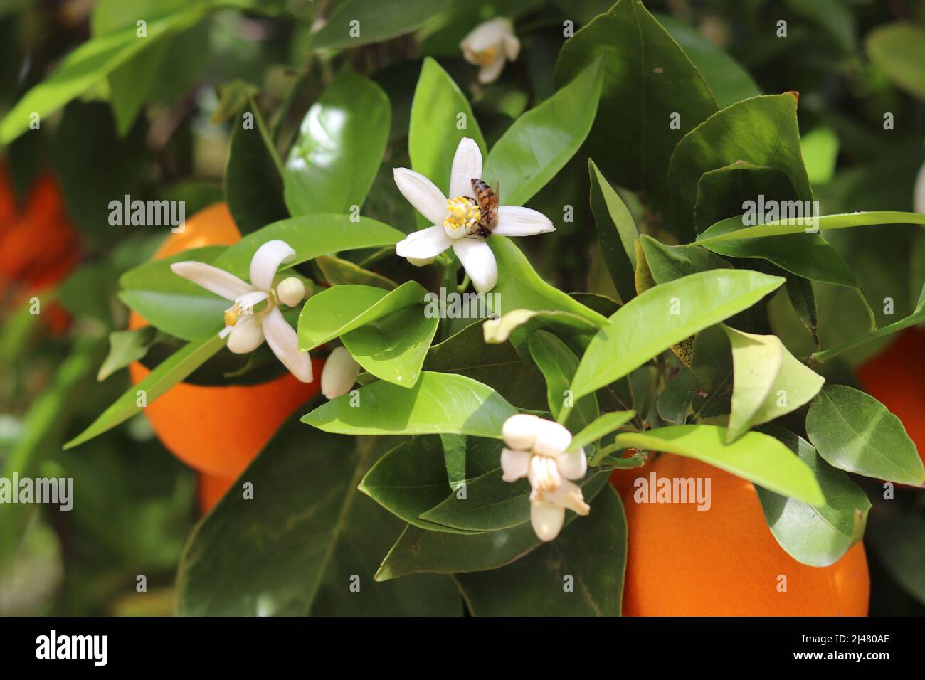 Orange fruit flowers hi-res stock photography and images - Alamy
