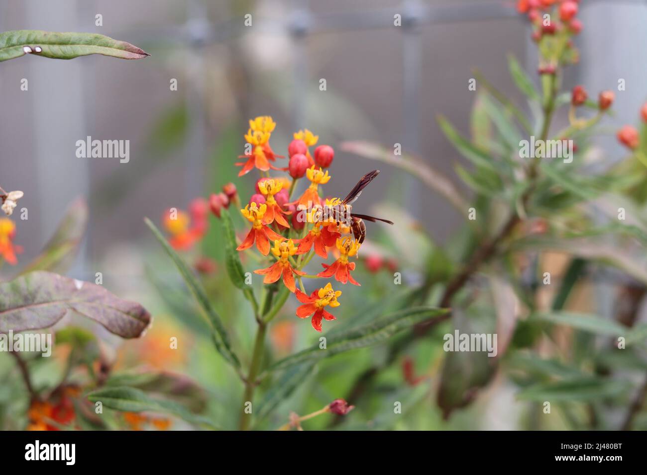 Yellow milkweed buds hi-res stock photography and images - Alamy