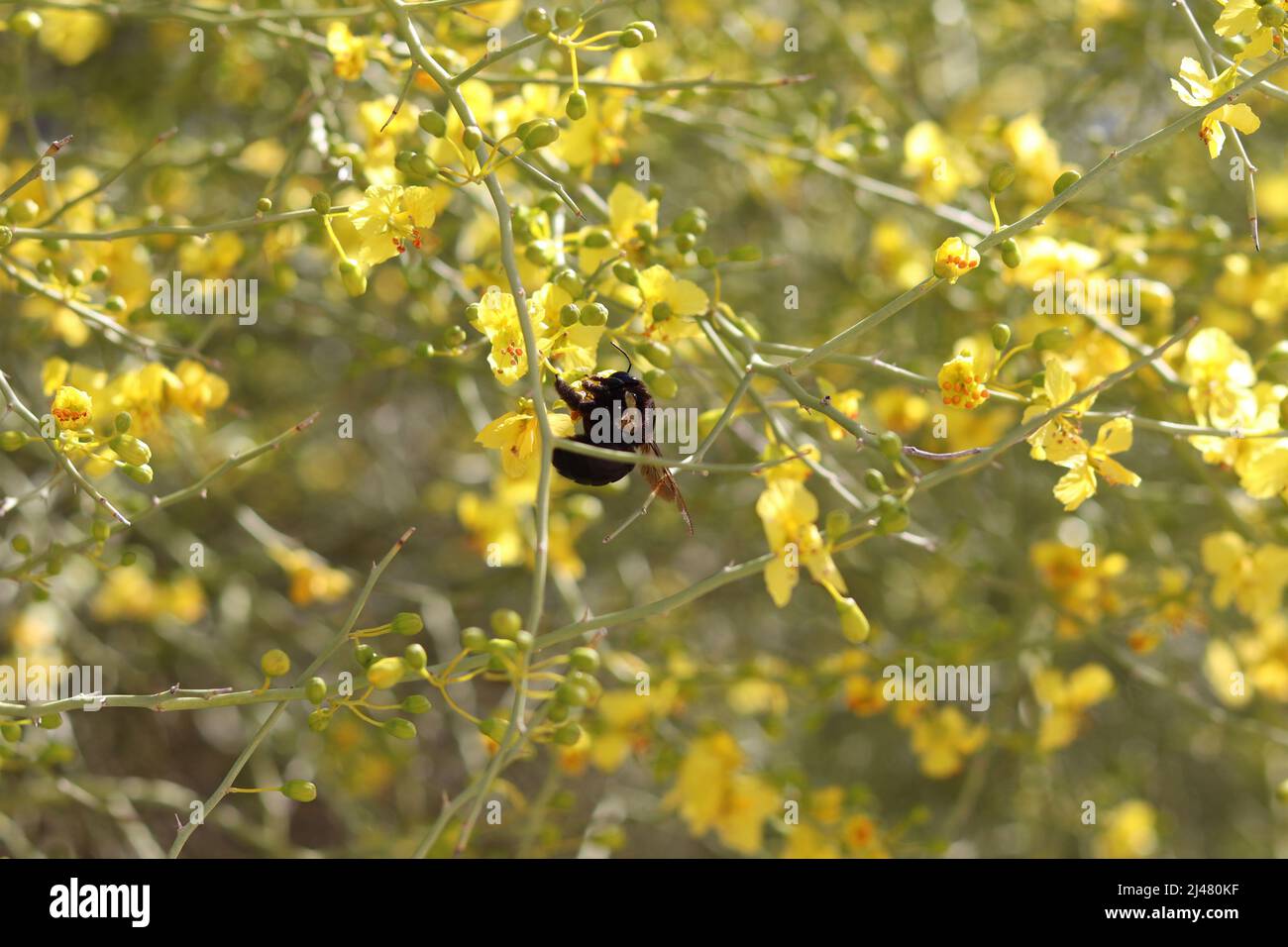 Female Western carpenter bee or Xylocopa californica feeding on a Palo ...