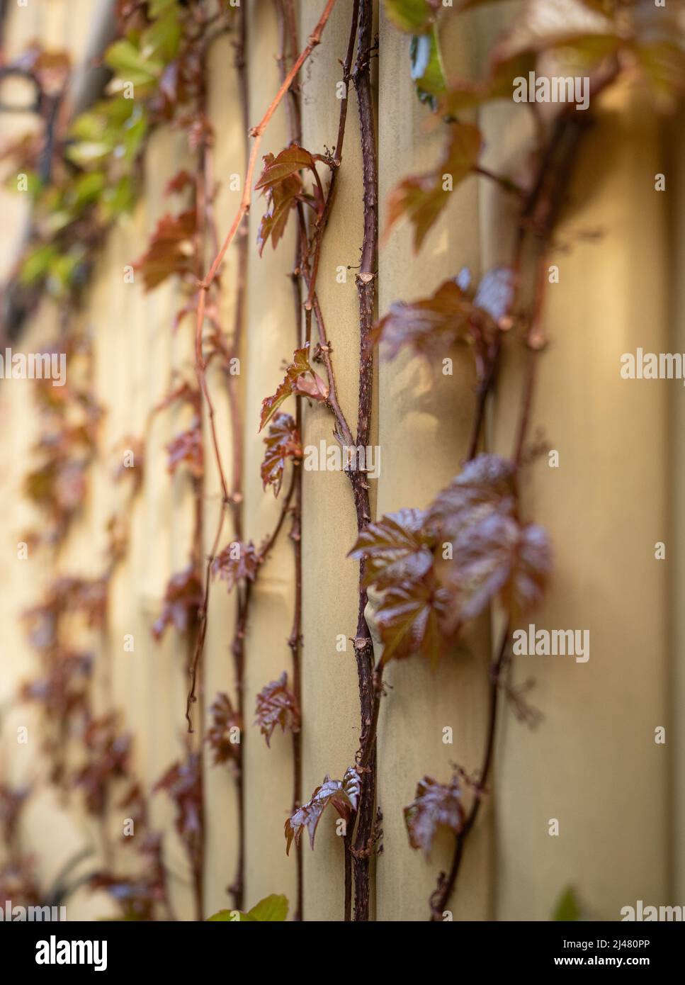 Creeper on house hi-res stock photography and images - Alamy