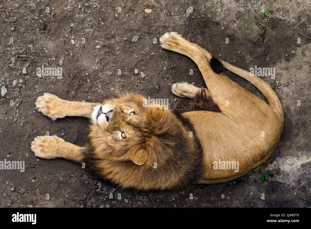 portrait of an old scared up lion from a famous masai mara pride Stock Photo - Alamy