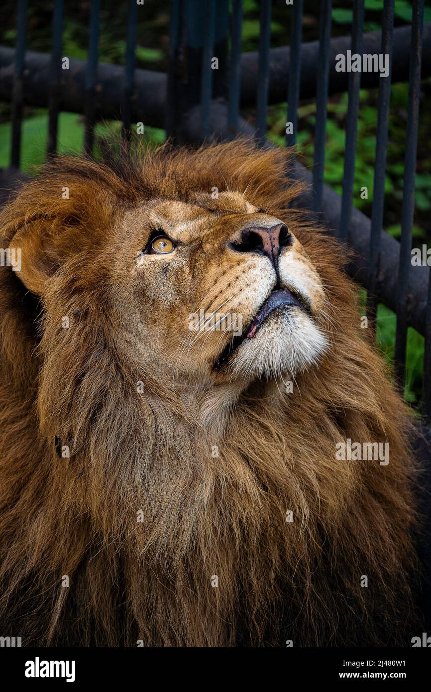 portrait of an old scared up lion from a famous masai mara pride Stock Photo - Alamy