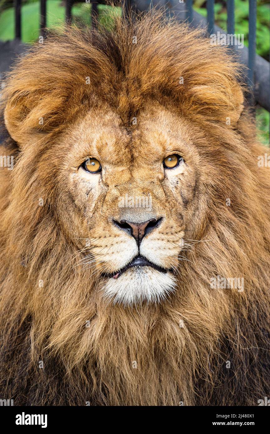 portrait of an old scared up lion from a famous masai mara pride Stock Photo - Alamy