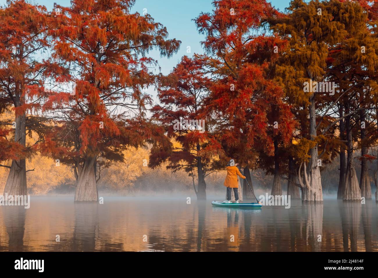 Stand up paddle boarder floating at the lake with swamp trees in ...