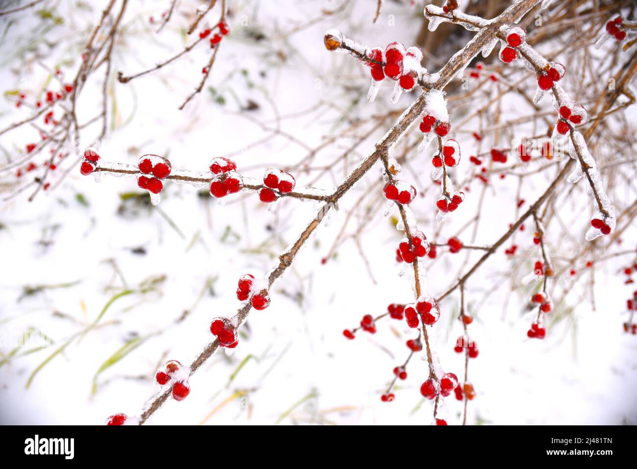 Frozen red berries on a branch in ice and snow on a winter day Stock ...