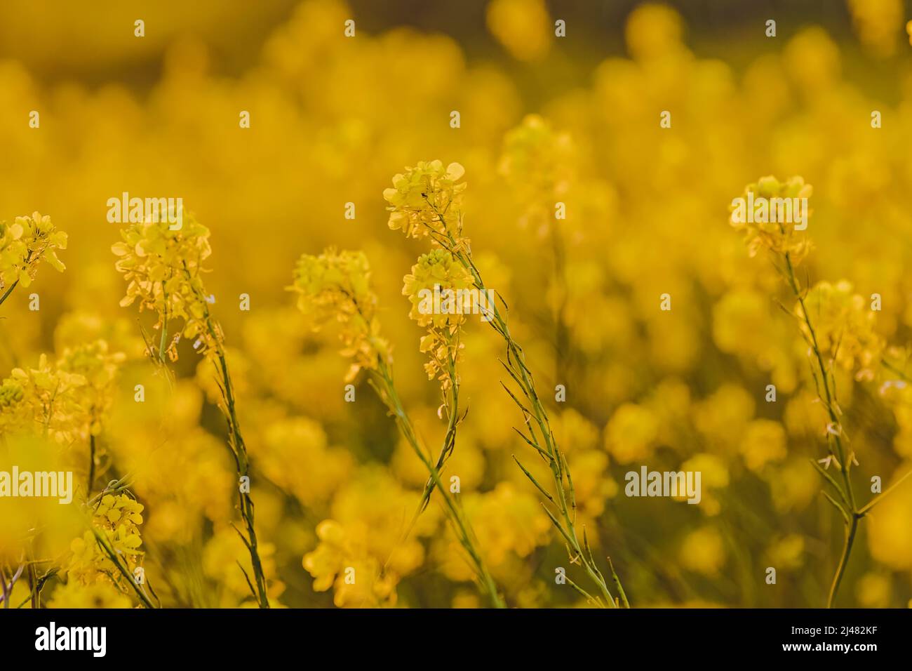 Blossoming field mustard hi-res stock photography and images - Alamy