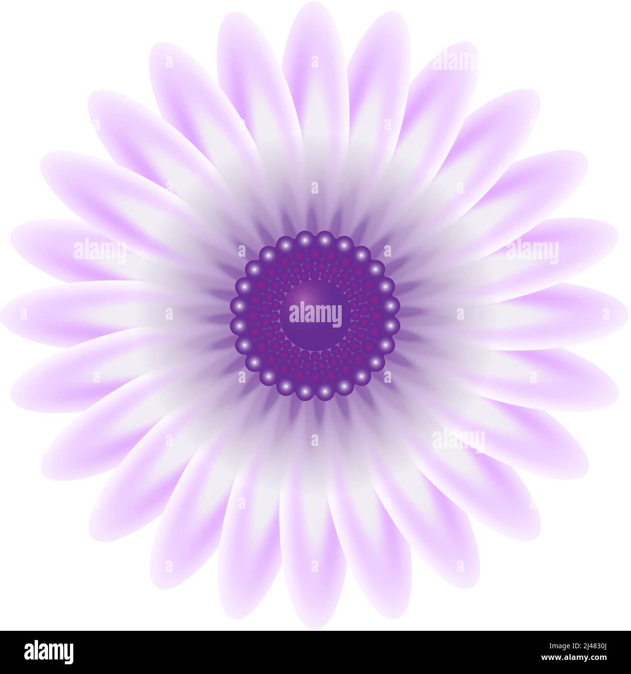 Flower plant daisy Stock Vector Images - Alamy