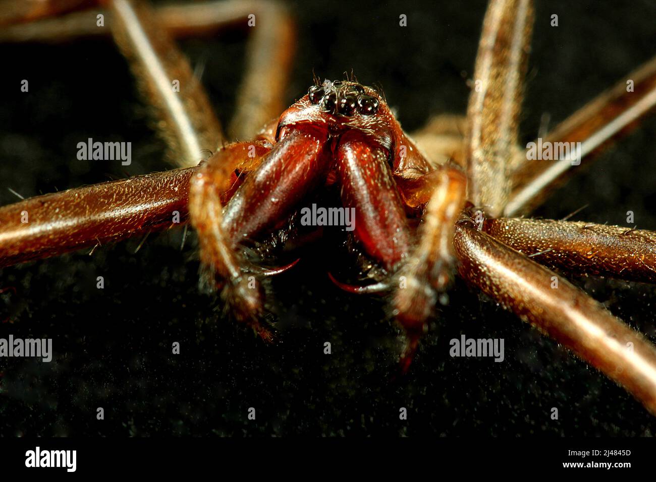Sheetweb spider (Cambridgia sp.) close-up head images Stock Photo - Alamy
