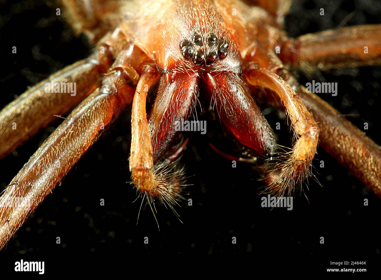 Head images hi-res stock photography and images - Alamy