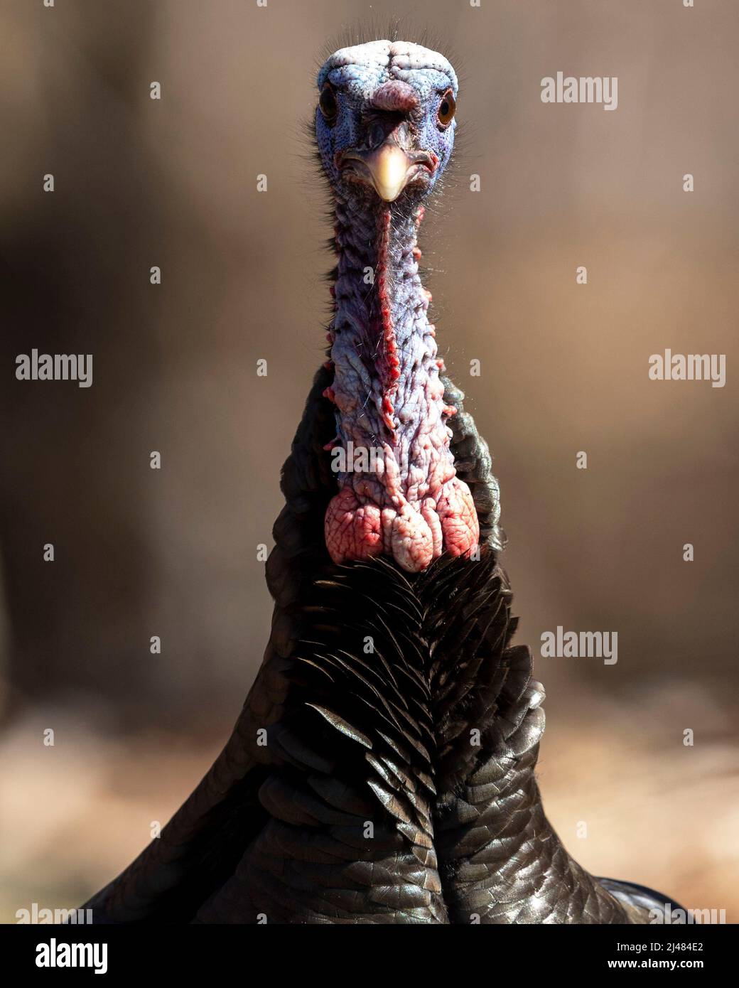 (Ottawa, Canada---12 April 2022) Wild turkey Stock Photo - Alamy