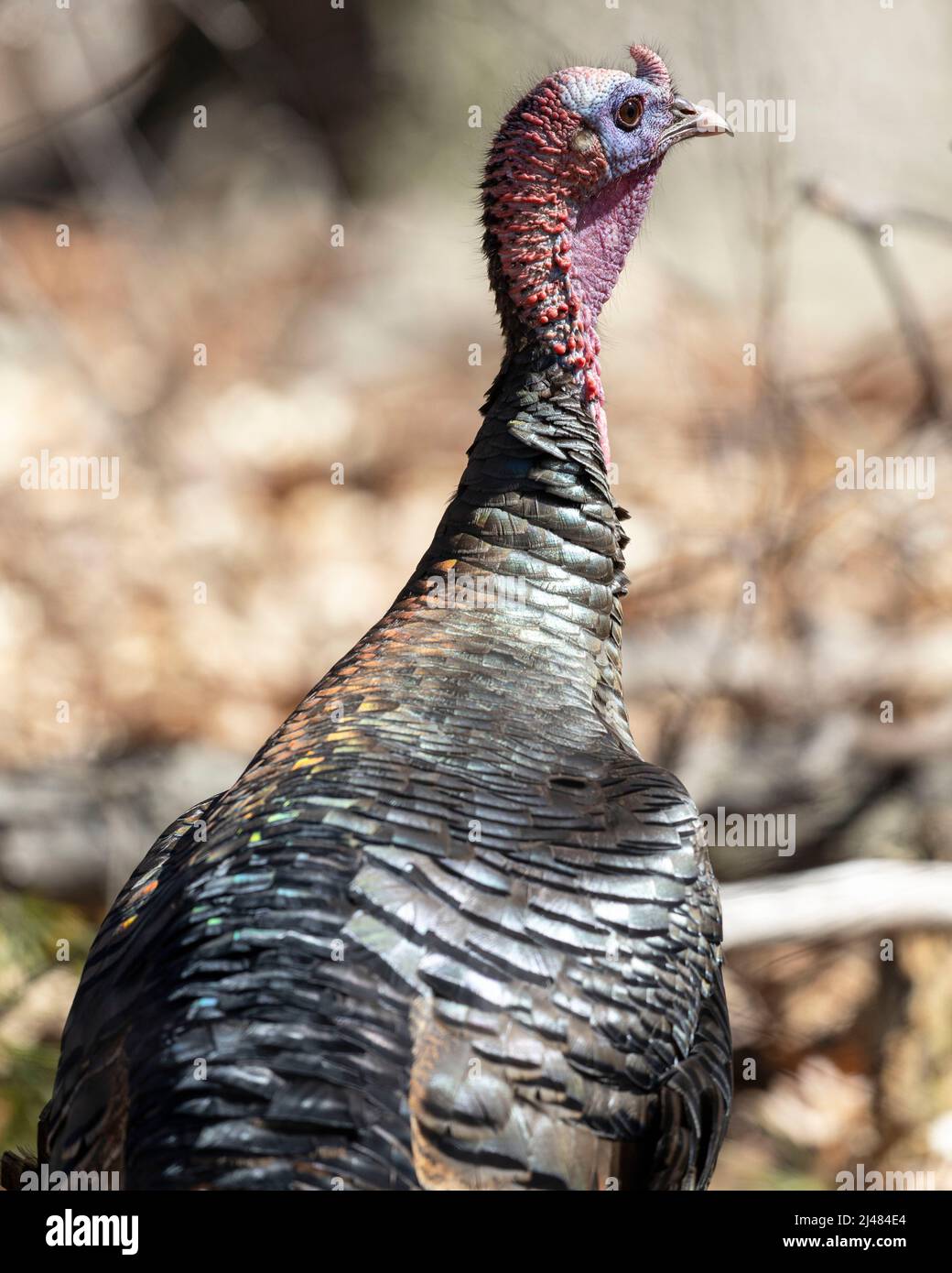 (Ottawa, Canada---12 April 2022) Wild turkey Stock Photo - Alamy