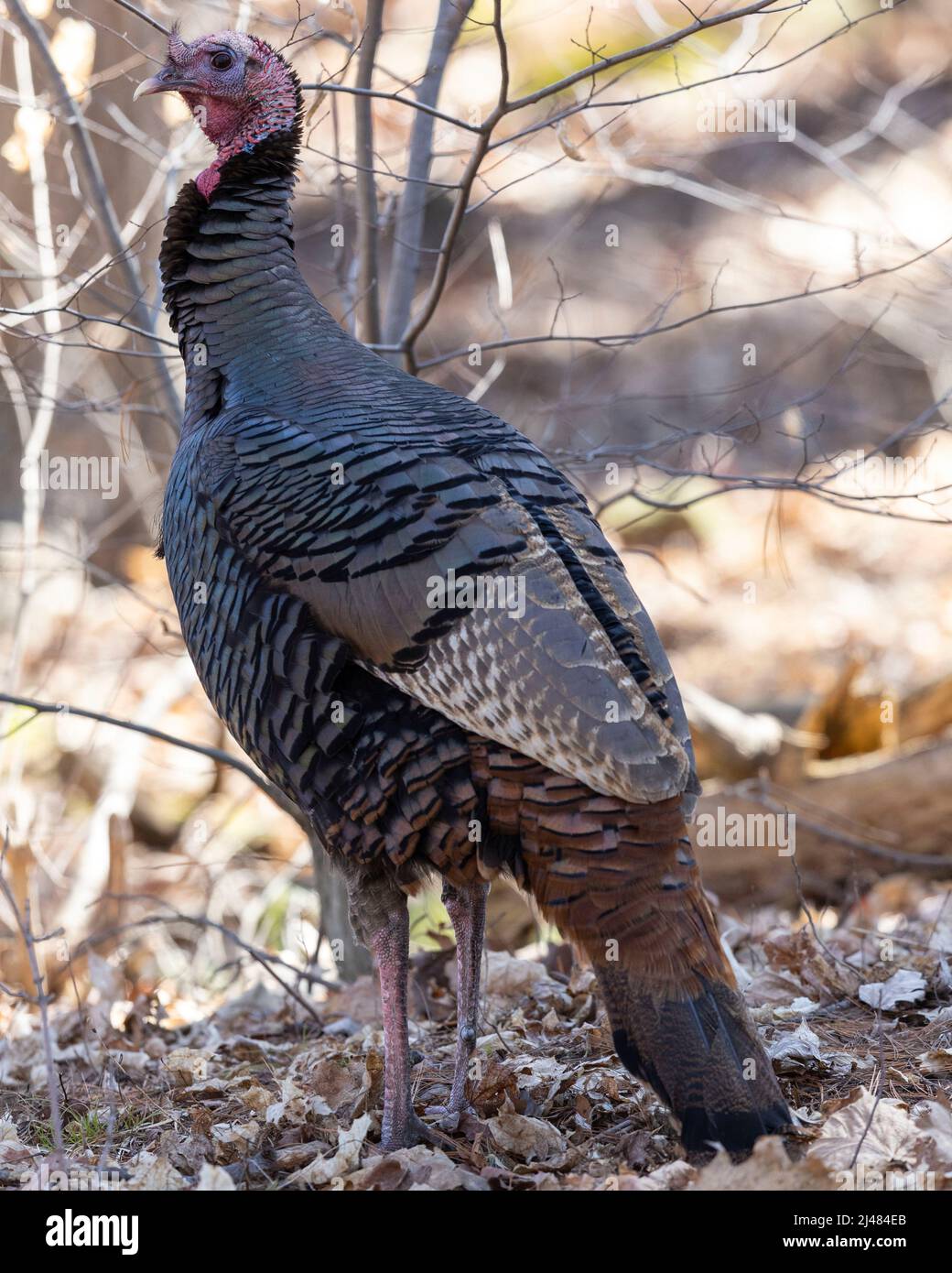 (Ottawa, Canada---12 April 2022) Wild turkey Stock Photo - Alamy