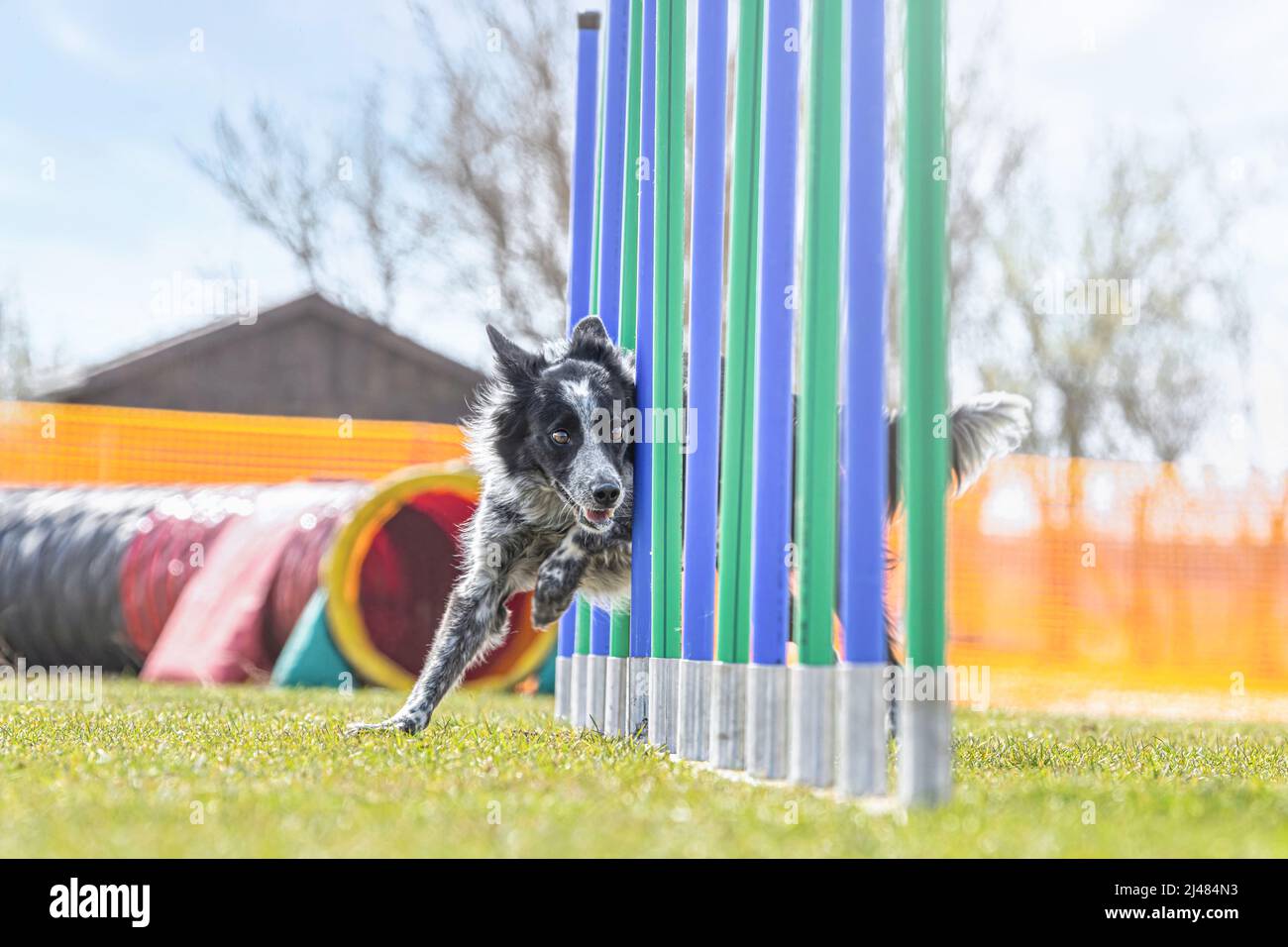 Portrait of a border collie dog mastering obstacles at an outdoor ...