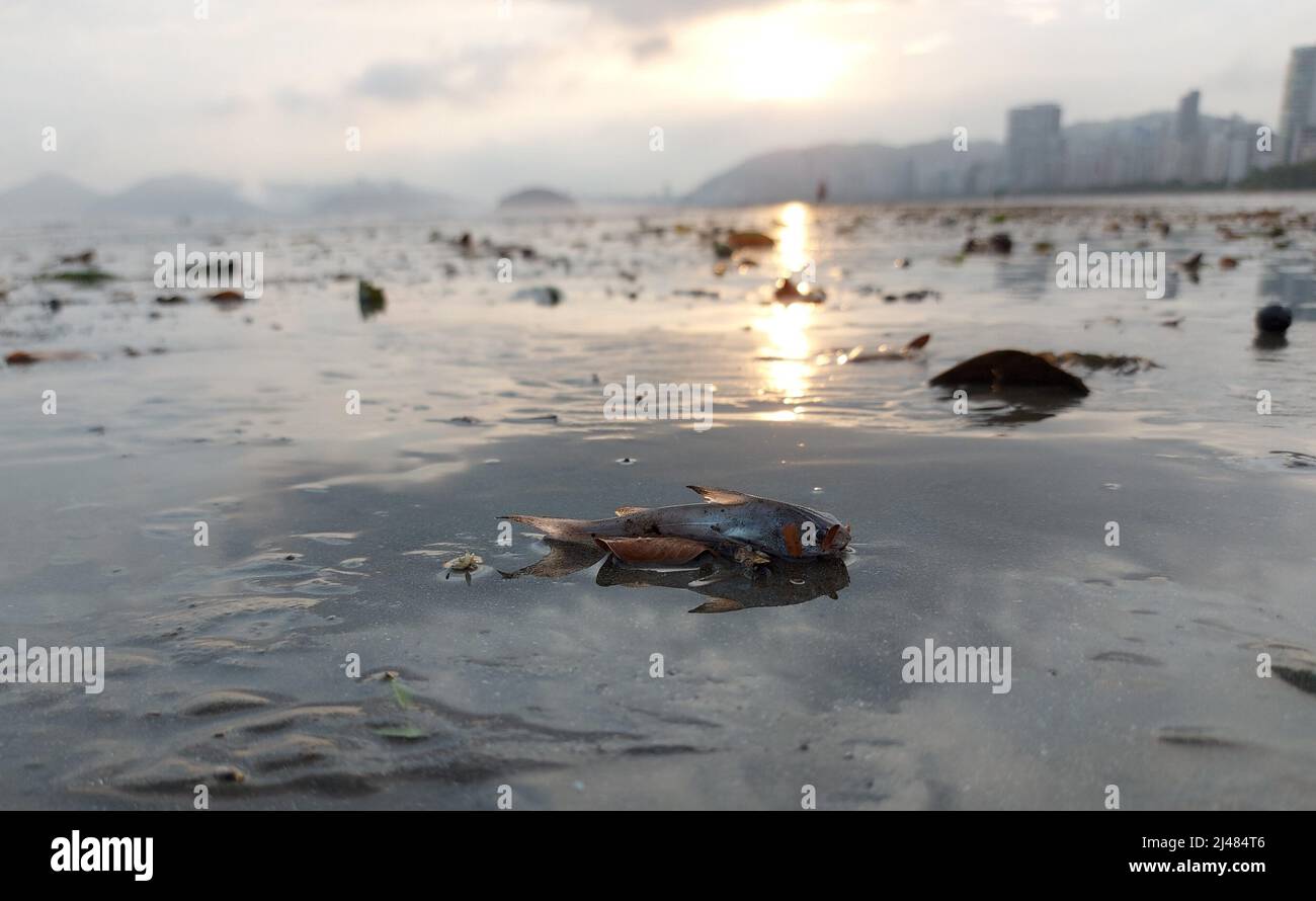 Santos, Sao Paulo, Brasil. 12th Apr, 2022. (INT) Garbage accumulated ...