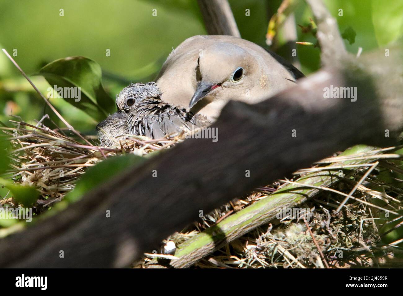 Mourning Dove & Squab Stock Photo - Alamy