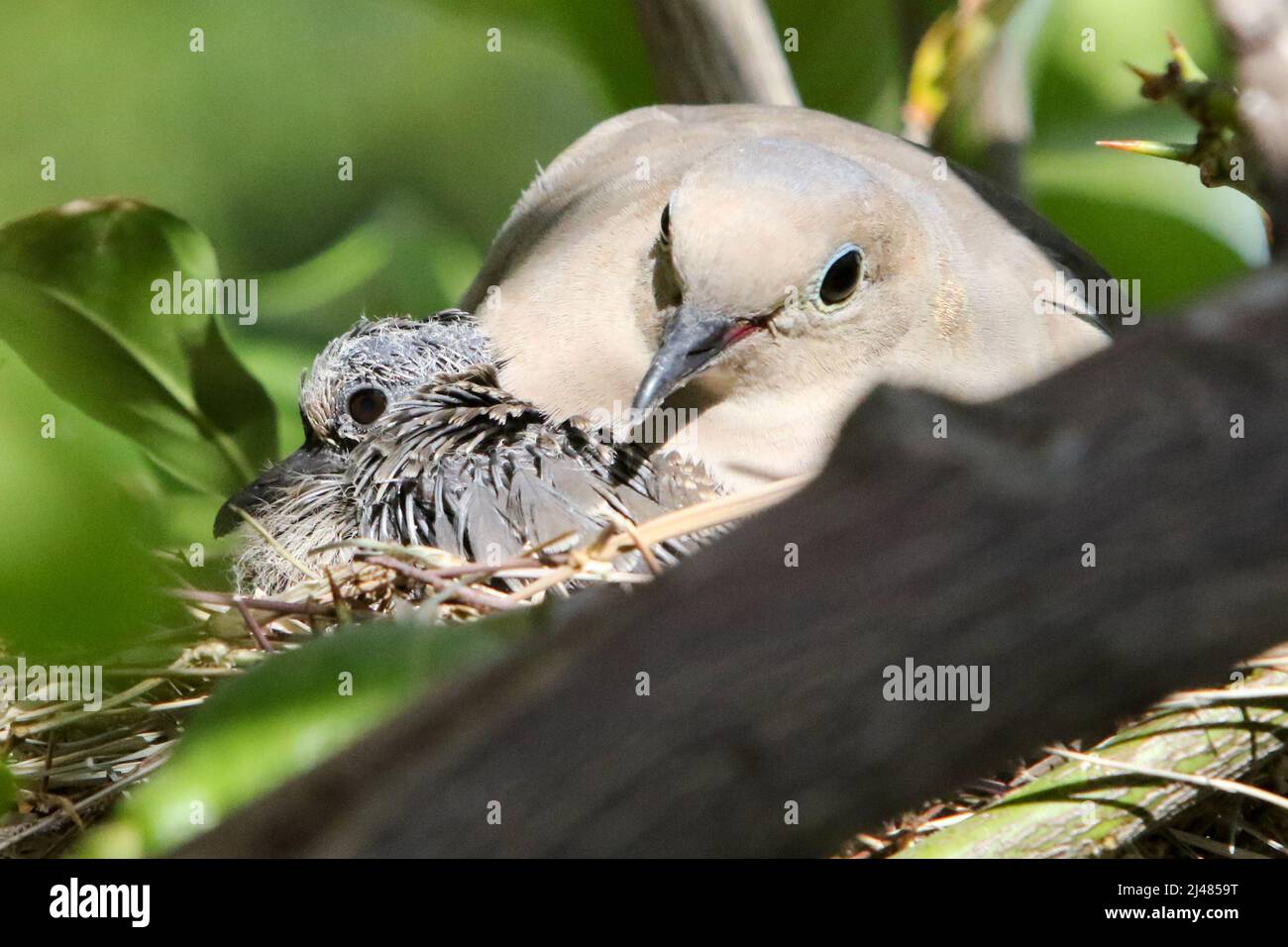 Mourning Dove & Squab Stock Photo - Alamy