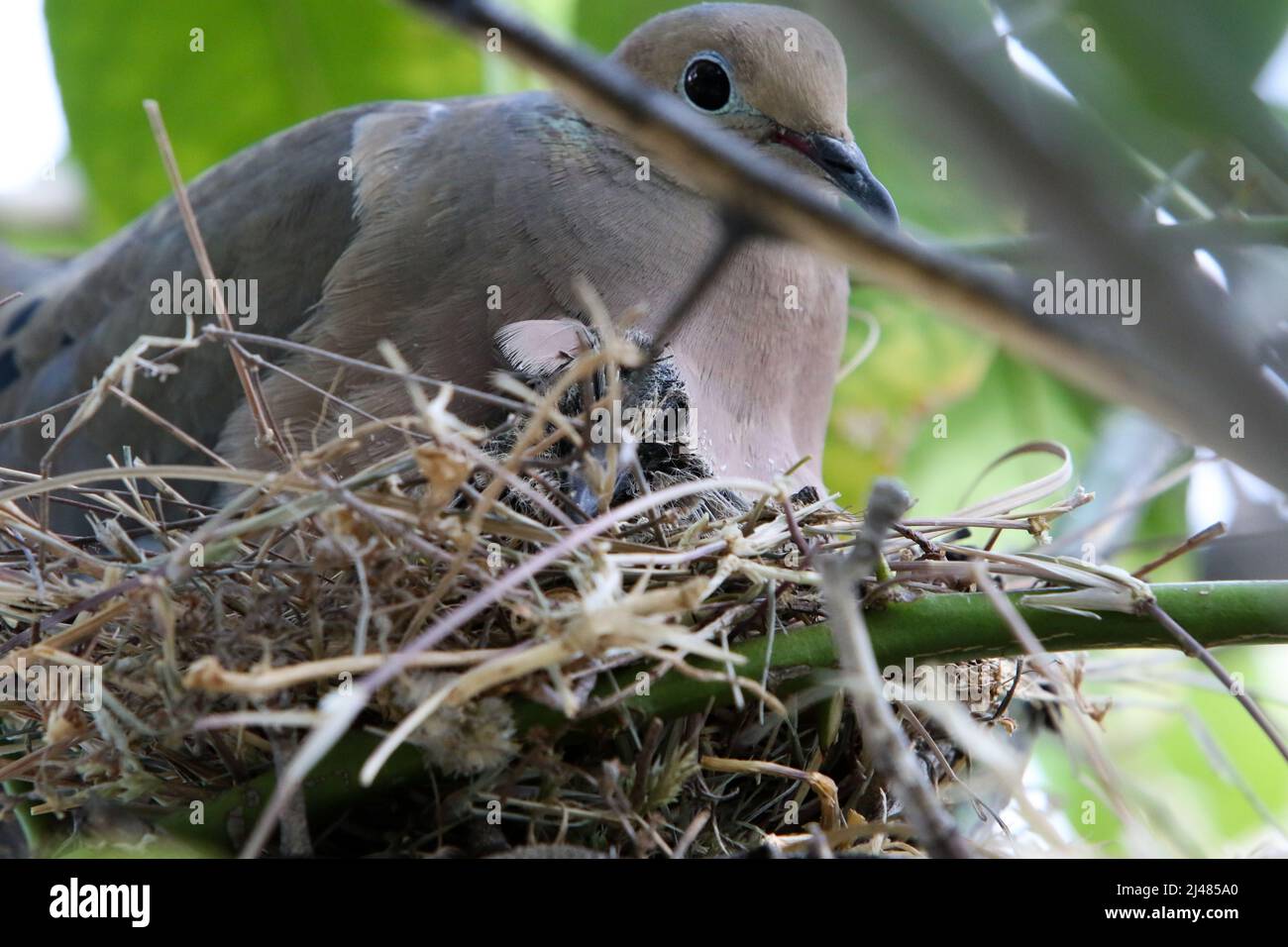 Mourning Dove & Squab Stock Photo - Alamy