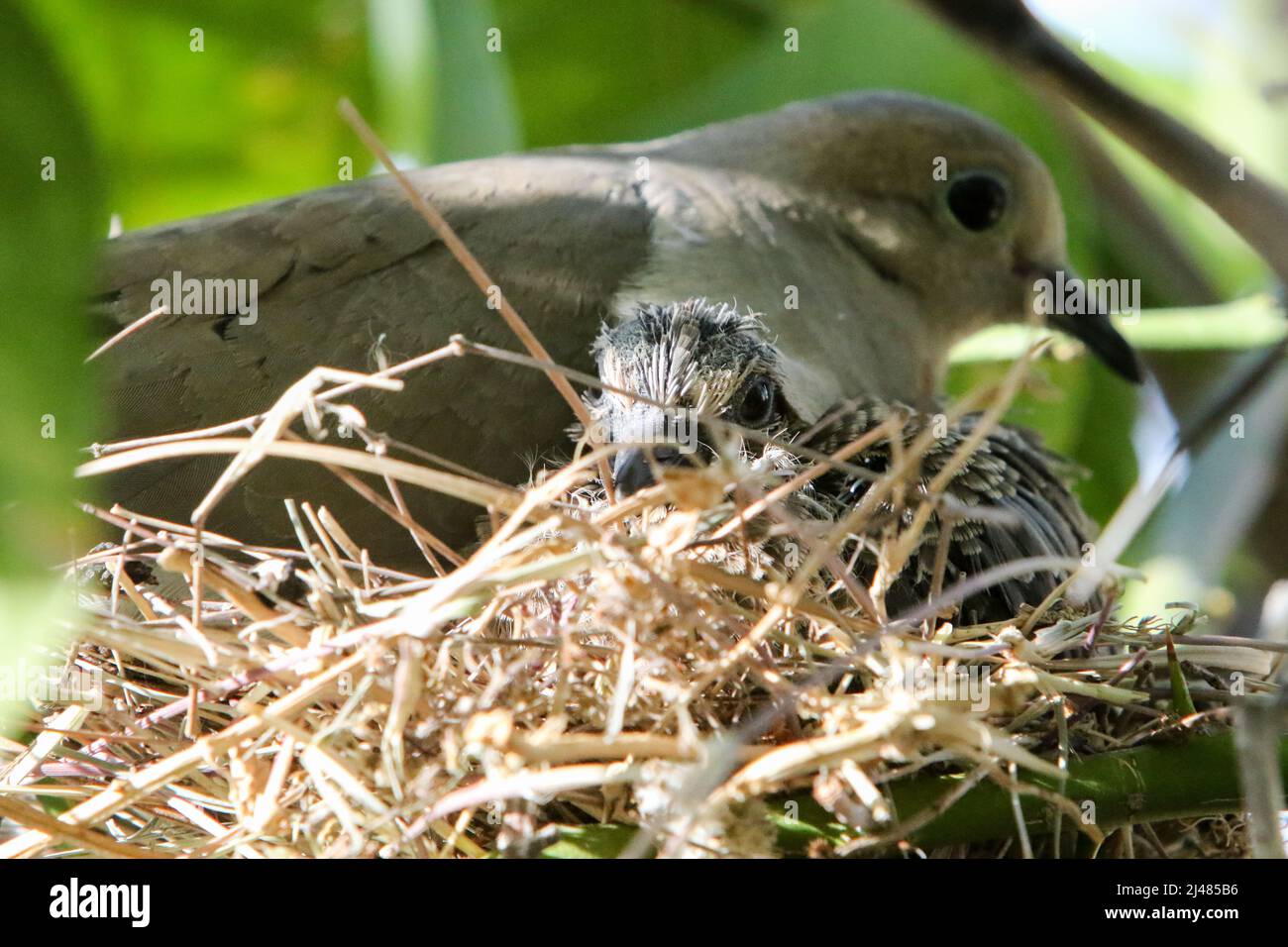Mourning doves nesting hi-res stock photography and images - Alamy