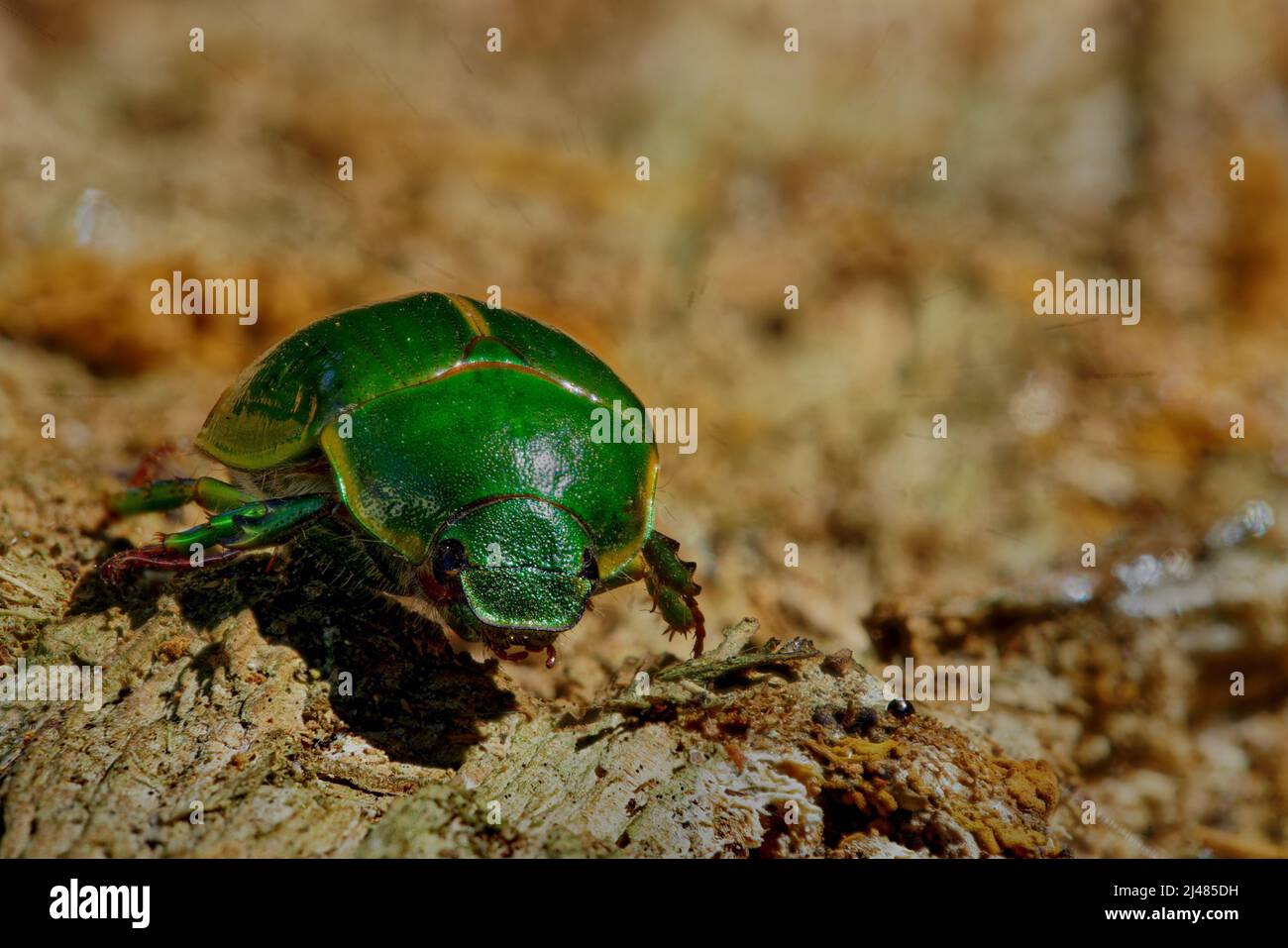 Manuka shrubs hi-res stock photography and images - Alamy