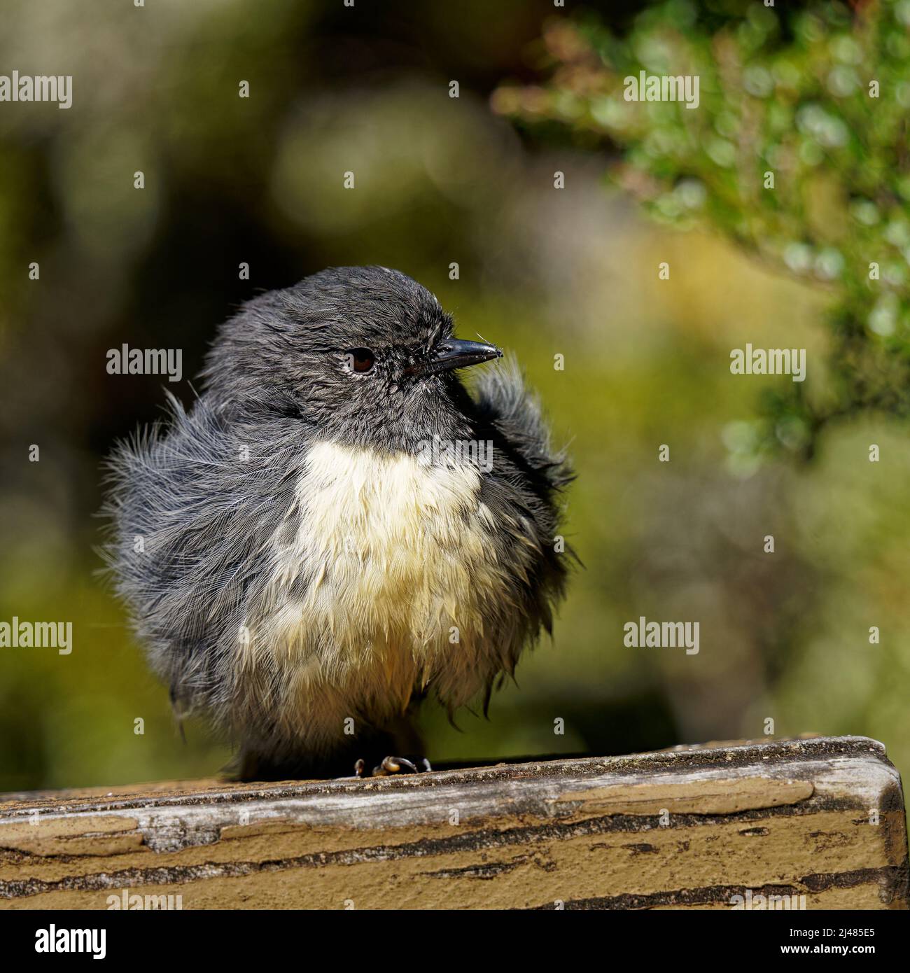 South island robin, Maori name toutouwai, sunbathing at a hut ...