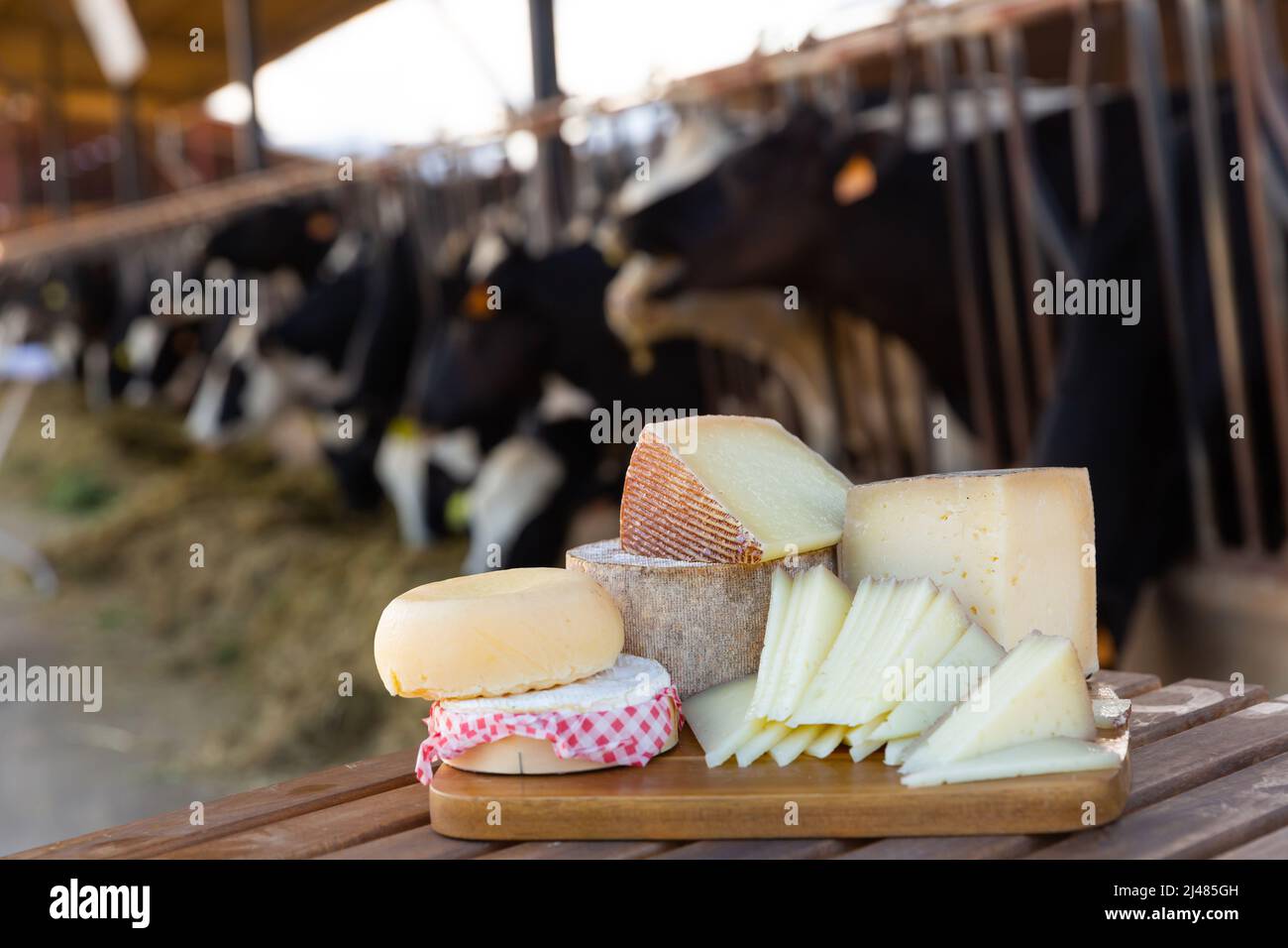 Various types of natural cheeses on background of open cowshed Stock ...