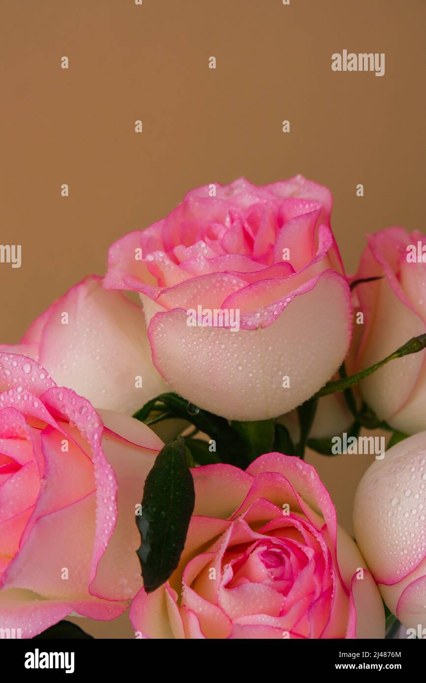 White Roses With Pink Tips Bouquet