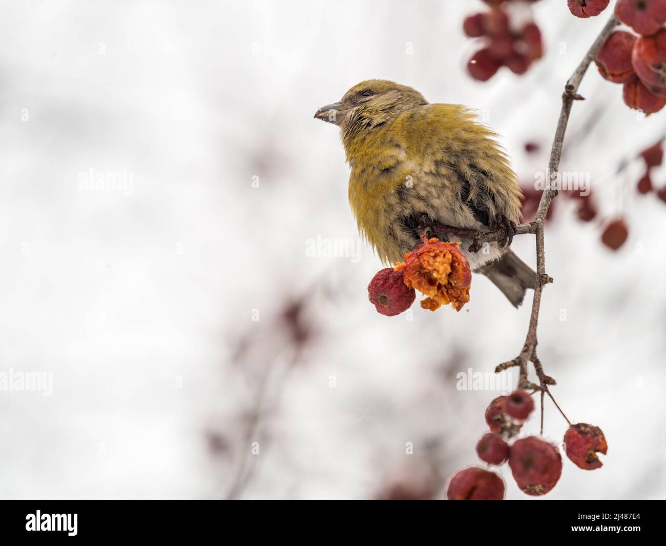 Red Crossbill female sitting on the tree branch and eats wild apple ...