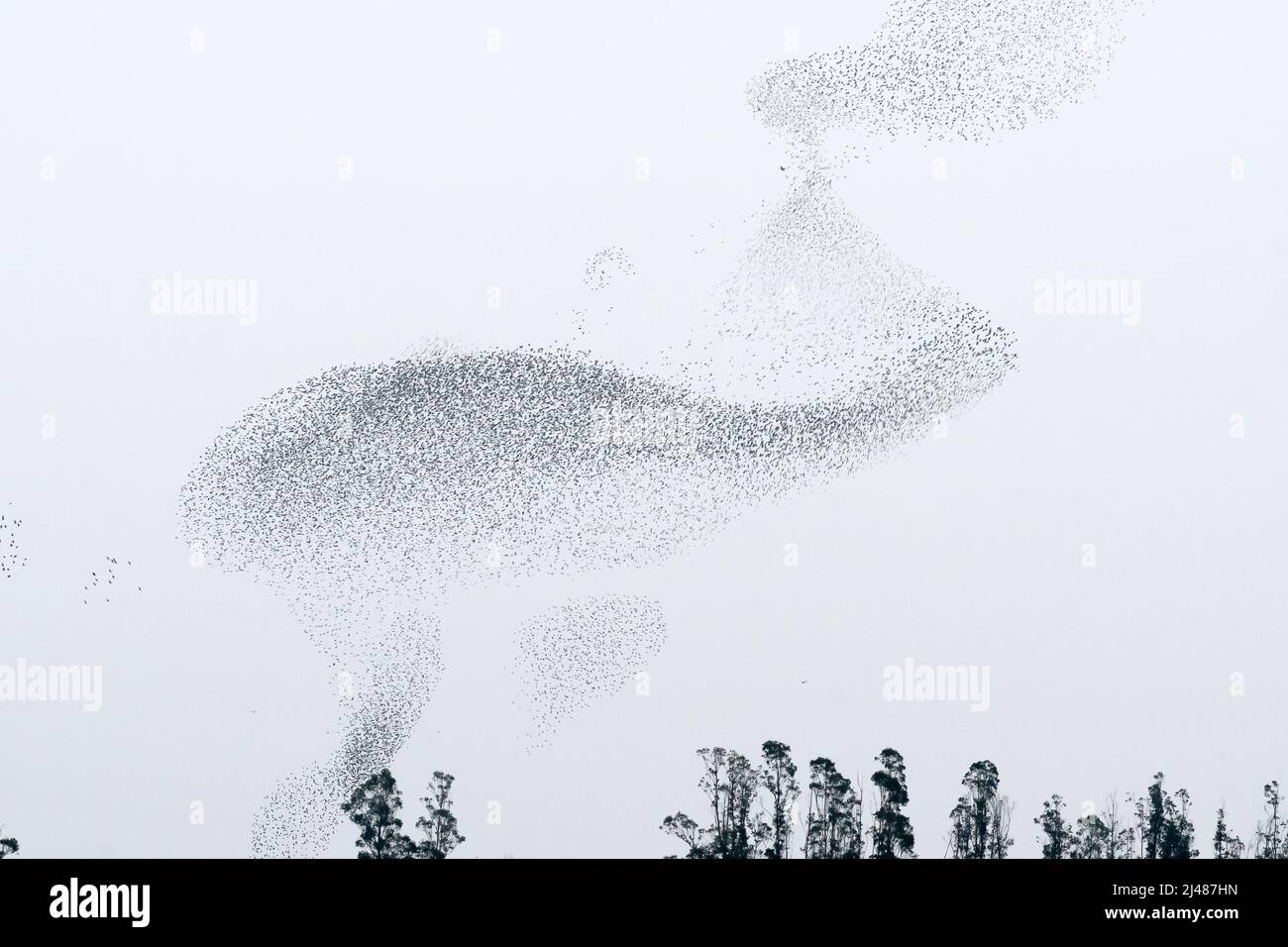 Starlings flying in formation at dusk hi-res stock photography and ...