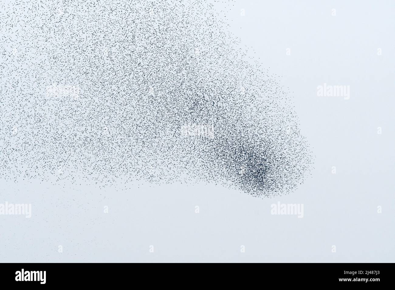 Starlings flying in formation at dusk hi-res stock photography and ...