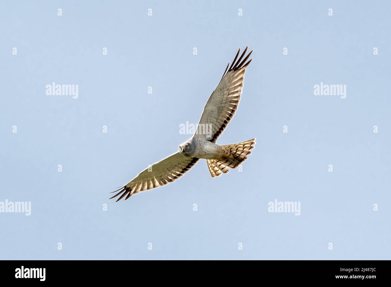 Harrier hawk in motion hi-res stock photography and images - Alamy